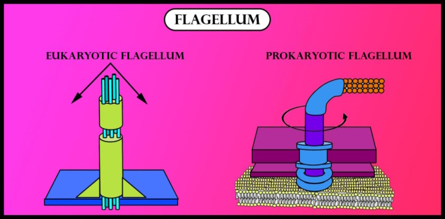 Flagella: types and functions of bacterial, prokaryotic or eukaryotic ...