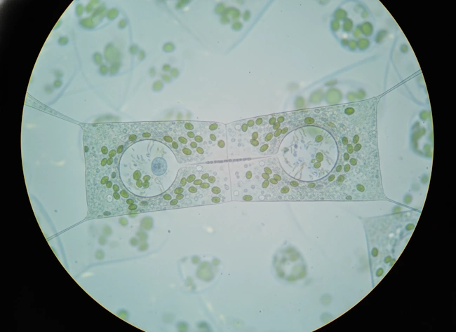 Plant cells division: mitosis step by step - ABOUT SCIENCE