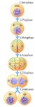 How Do Plant Cells Divide: Mitosis step by step - ABOUT SCIENCE