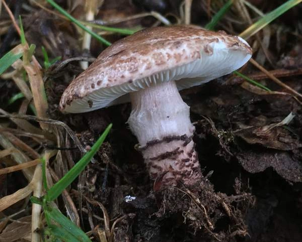 Lepiota brunneoincarnata: the deadly dapperling mushroom - ABOUT SCIENCE