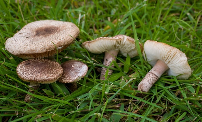 Lepiota brunneoincarnata: the deadly dapperling mushroom - ABOUT SCIENCE