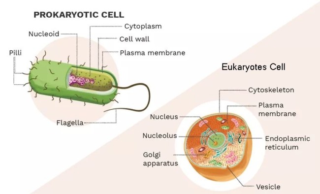 Flagella: types and functions of bacterial, prokaryotic or eukaryotic ...