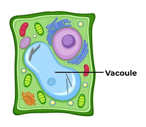 What is a Cell: Structure, function & diagrams - ABOUT SCIENCE