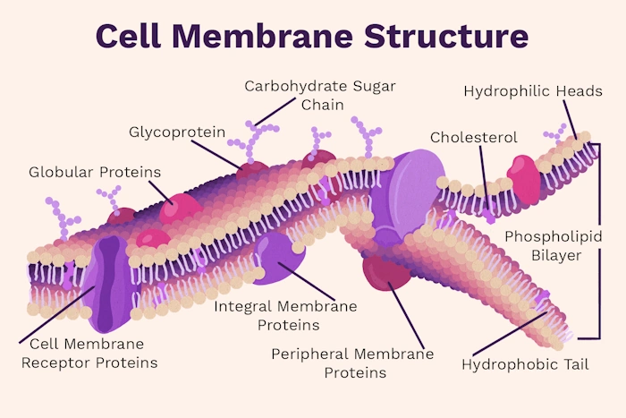 What is a Cell: Structure, function & diagrams - ABOUT SCIENCE